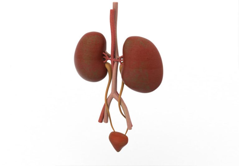 Artificial Urinary Sphincter Artificial Urinary Sphincter